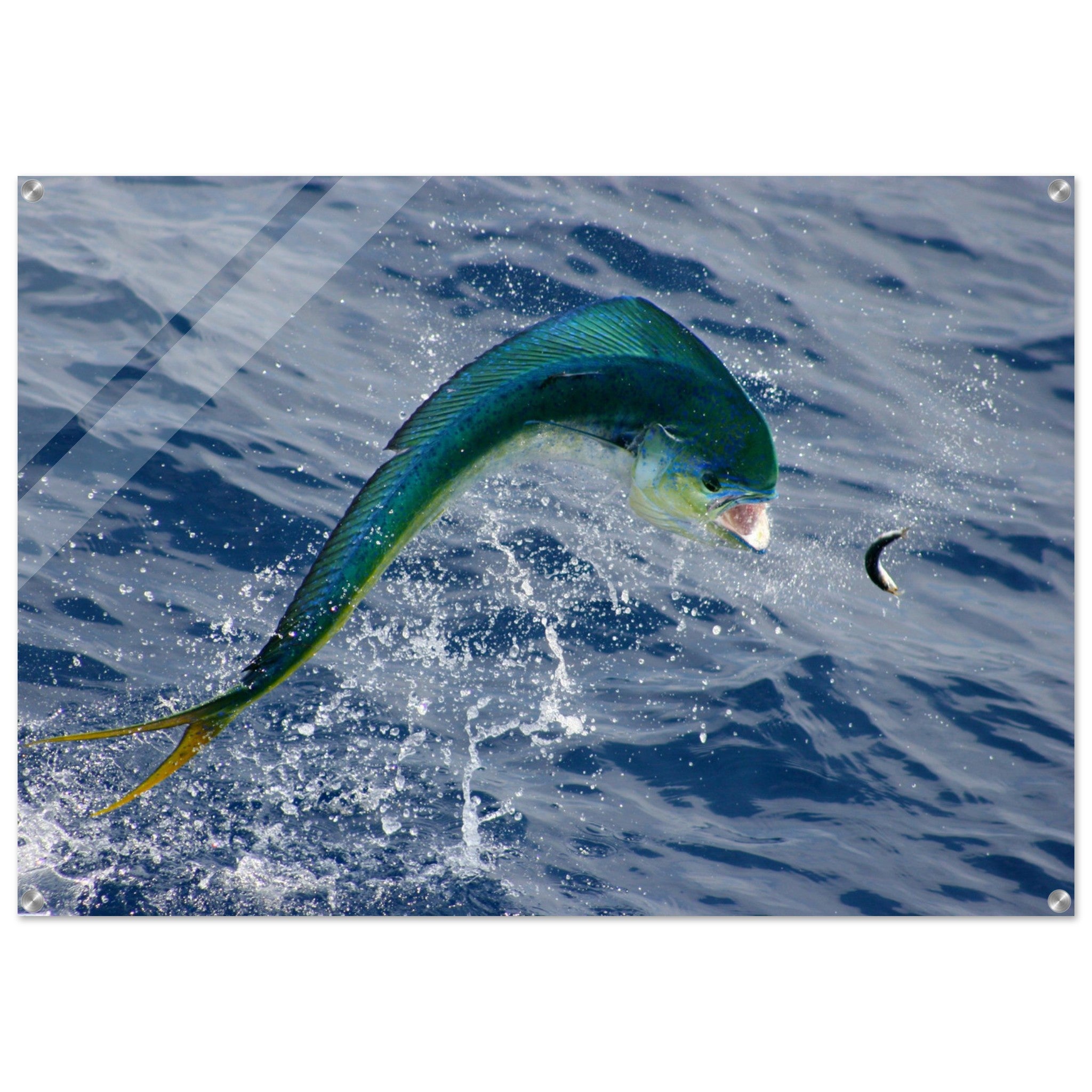 Mahi Mahi Acrylic Print – Oceans Lure